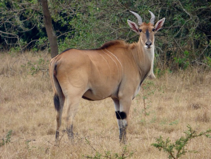 Facts about the African Antelopes - African wilderness tours