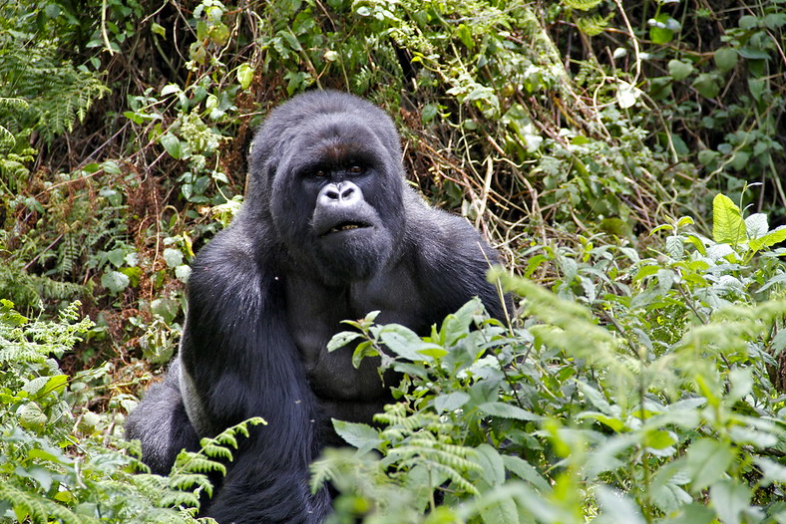Mountain Gorillas - African wilderness tours