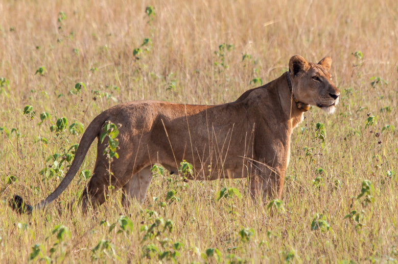 Lion Tracking Experience | Uganda Parks - African wilderness tours