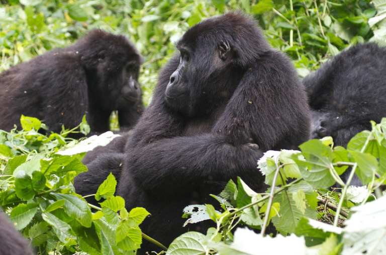 The Bagisu Culture - African wilderness tours