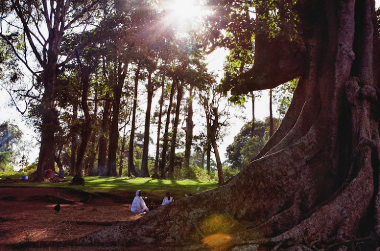 The Nakayima Witch's Tree | Uganda Cultural Sites - African wilderness ...