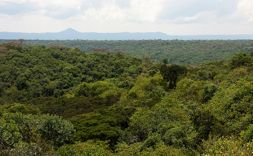 4 Days Gorilla & Chimpanzee tracking safari - African wilderness tours