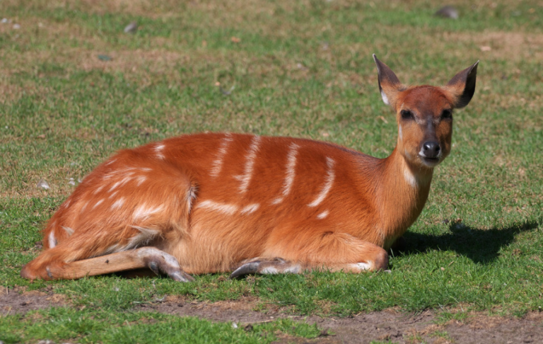 The Sitatunga Antelope - African wilderness tours