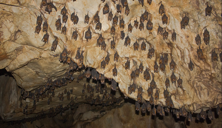 The Bat cave in Maramagambo forest - African wilderness tours