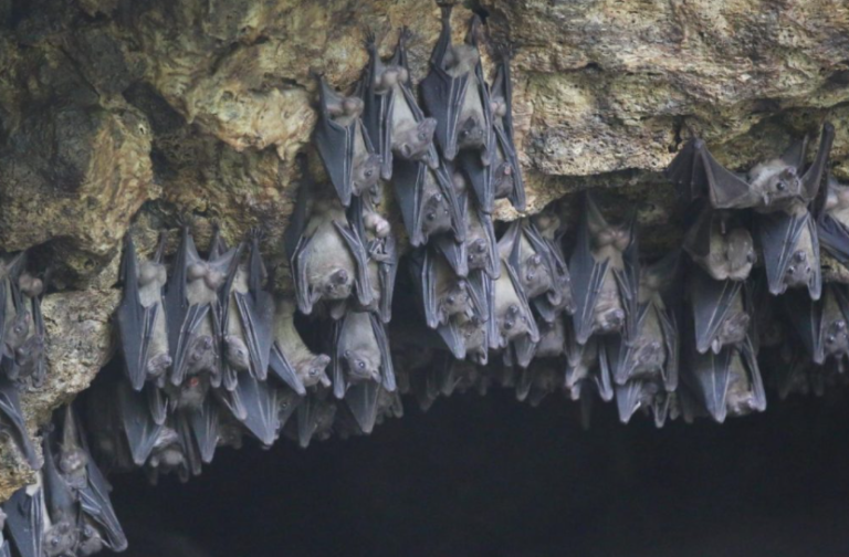 The Bat cave in Maramagambo forest - African wilderness tours