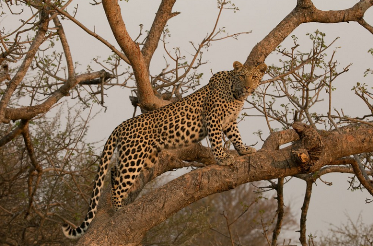 The Bagisu Culture - African wilderness tours