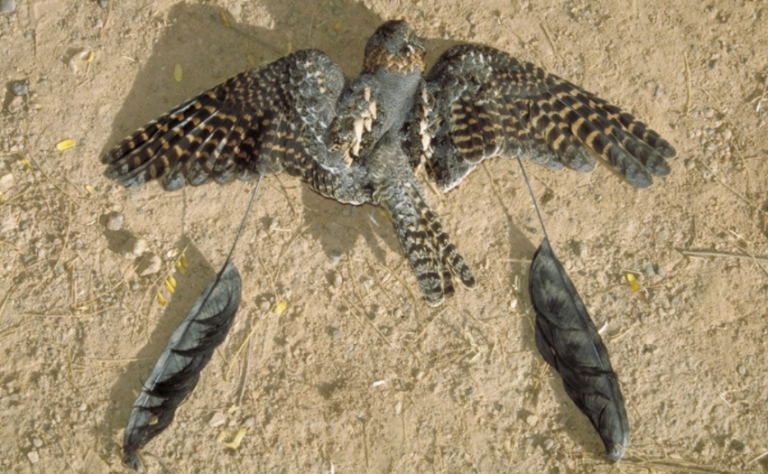 The Standard-winged nightjar - African wilderness tours