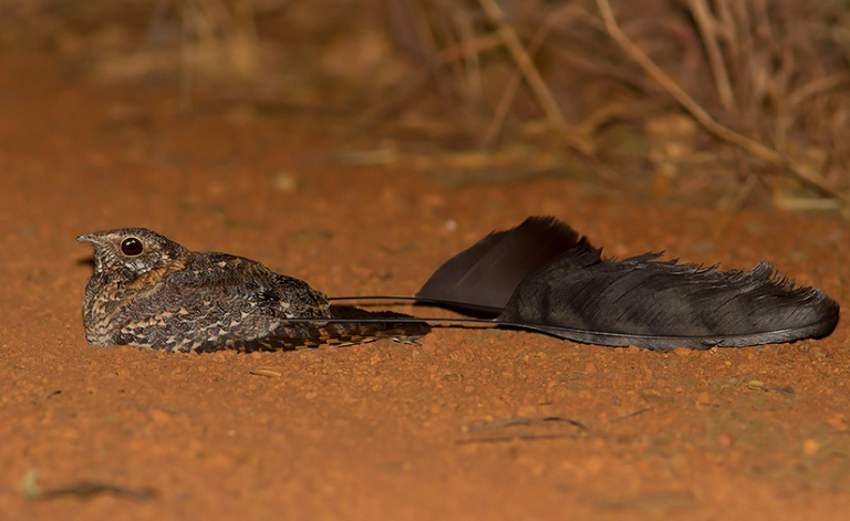 The Standard-winged nightjar - African wilderness tours