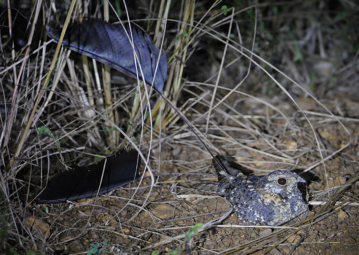 The Standard-winged nightjar - African wilderness tours