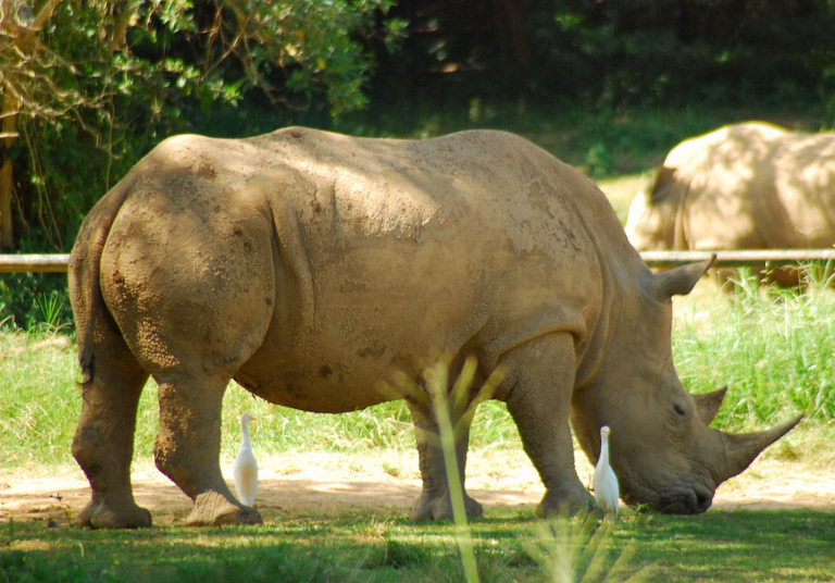 Entebbe City Adventure - African wilderness tours