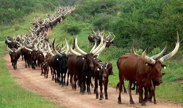 The Ankole Culture - African wilderness tours