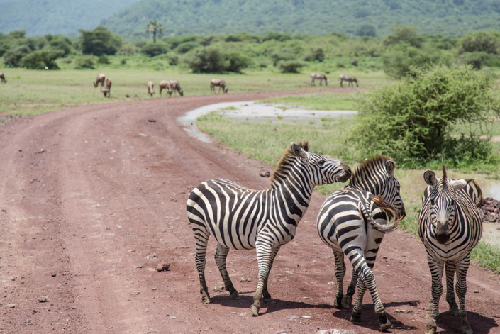 Lake Manyara National Park - African wilderness tours