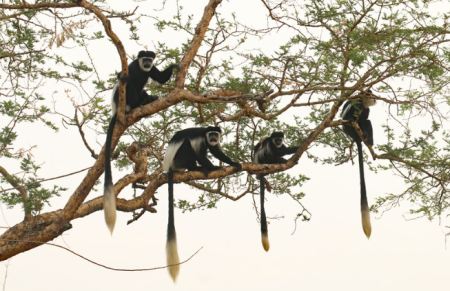 Toro Semliki Wildlife Reserve - African wilderness tours