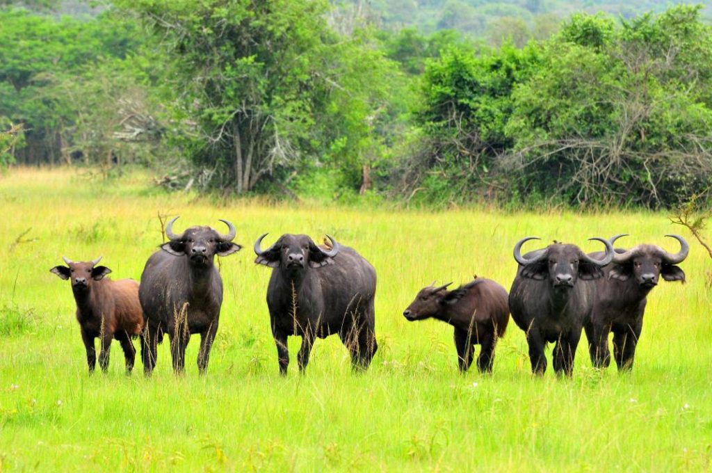 Karuma Wildlife Reserve - African wilderness tours
