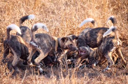 The African Wild Dog - African wilderness tours